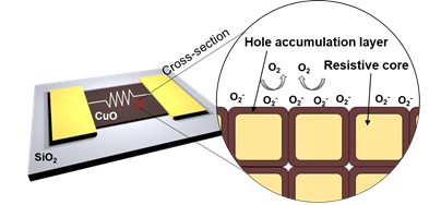 High-Performance Copper Oxide Visible-Light Photodetector via Grain ...